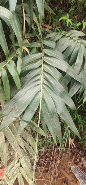 四川粽子叶是什么植物的叶子_四川包粽子用的粽叶学名-第3张图片-山城妙识