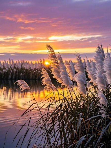 芦苇图片怎么拍好看_芦苇适合什么季节拍摄-第2张图片-山城妙识