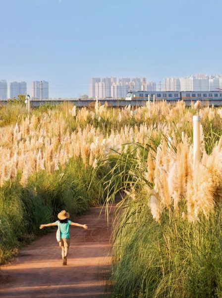 芦苇图片怎么拍好看_芦苇适合什么季节拍摄-第1张图片-山城妙识