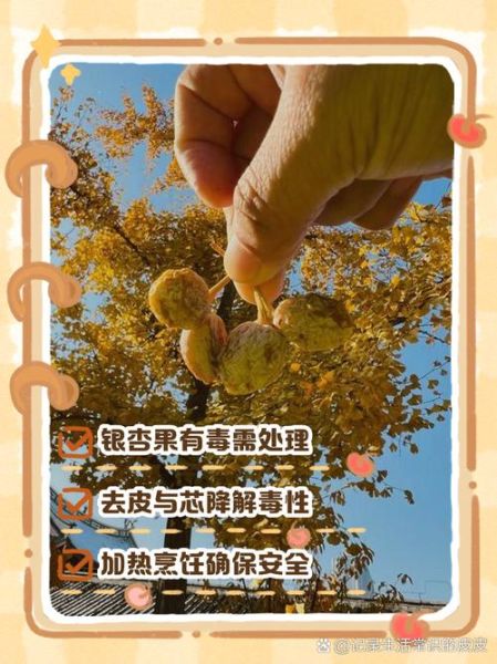 银杏树果实怎么处理才能吃_银杏果去毒方法-第2张图片-山城妙识