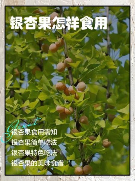 银杏树果实怎么处理才能吃_银杏果去毒方法-第3张图片-山城妙识