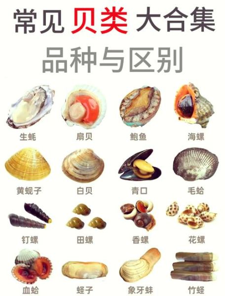 贝类图片怎么分辨_贝类图片高清下载方法-第1张图片-山城妙识