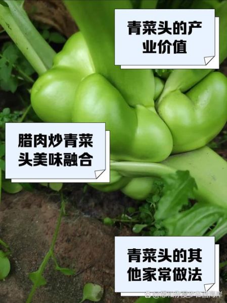 青菜头怎么做好吃_青菜头图片长什么样-第3张图片-山城妙识
