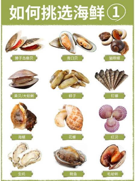 贝类图片怎么分辨_贝类图片高清下载方法-第3张图片-山城妙识
