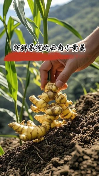 黄姜价格多少钱一斤_黄姜价格走势2024-第1张图片-山城妙识