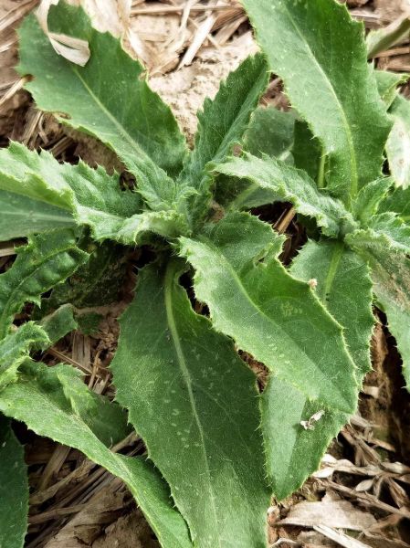 刺儿菜怎么做好吃_刺儿菜的做法大全-第3张图片-山城妙识