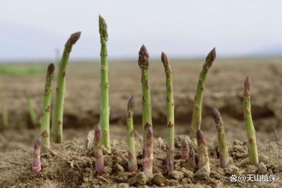 芦笋怎么种_芦笋种植视频教程-第2张图片-山城妙识 芦笋怎么种_芦笋种植视频教程-第2张图片-山城妙识