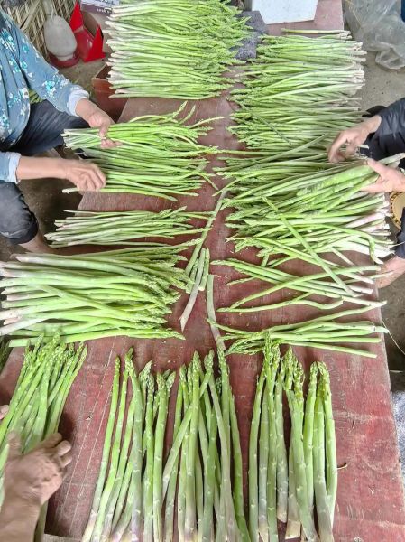 芦笋怎么种_芦笋种植视频教程-第1张图片-山城妙识 芦笋怎么种_芦笋种植视频教程-第1张图片-山城妙识