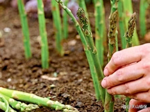 芦笋怎么种_芦笋种植视频教程-第3张图片-山城妙识 芦笋怎么种_芦笋种植视频教程-第3张图片-山城妙识