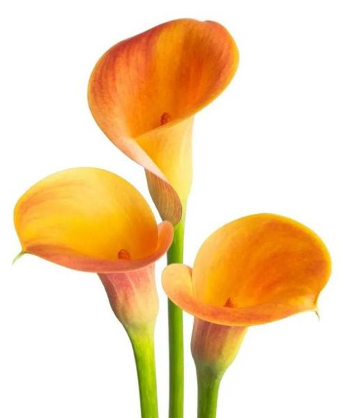 马蹄莲风水禁忌_马蹄莲放卧室好吗-第3张图片-山城妙识