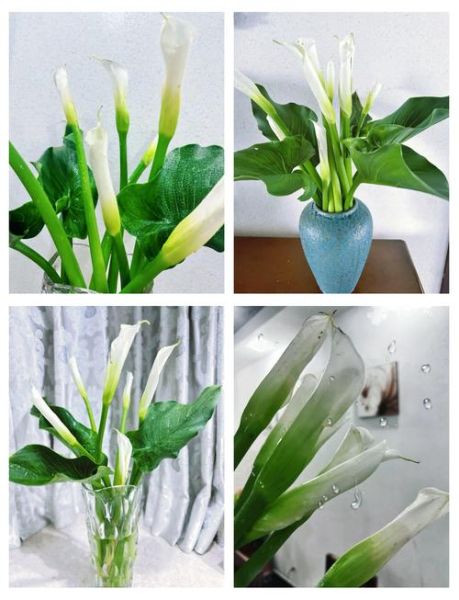 马蹄莲风水禁忌_马蹄莲放卧室好吗-第1张图片-山城妙识