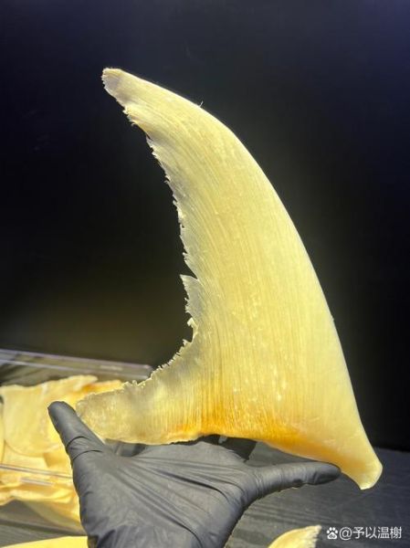 鱼翅是鱼的哪个部位_鱼翅到底是什么-第1张图片-山城妙识