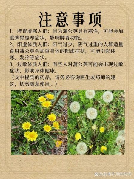 蒲公英的功效与作用禁忌_什么人不能吃-第1张图片-山城妙识