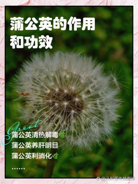 蒲公英的功效与作用禁忌_什么人不能吃-第2张图片-山城妙识