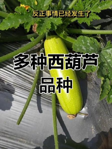 西葫芦图片大全大图_西葫芦品种怎么区分-第2张图片-山城妙识 西葫芦图片大全大图_西葫芦品种怎么区分-第2张图片-山城妙识