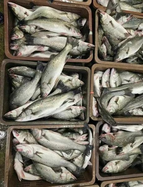 鲈鱼多少钱一斤_2021年鲈鱼市场价-第2张图片-山城妙识 鲈鱼多少钱一斤_2021年鲈鱼市场价-第2张图片-山城妙识