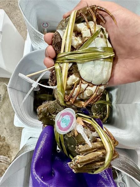 重庆阳澄湖大闸蟹多少钱一斤_正宗蟹如何辨别-第2张图片-山城妙识 重庆阳澄湖大闸蟹多少钱一斤_正宗蟹如何辨别-第2张图片-山城妙识