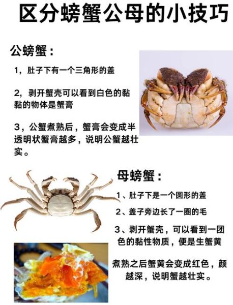 重庆阳澄湖大闸蟹多少钱一斤_正宗蟹如何辨别-第1张图片-山城妙识 重庆阳澄湖大闸蟹多少钱一斤_正宗蟹如何辨别-第1张图片-山城妙识