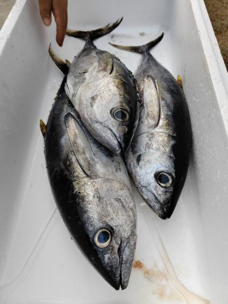 黄鳍金枪鱼多少钱一斤_黄鳍金枪鱼价格行情-第1张图片-山城妙识 黄鳍金枪鱼多少钱一斤_黄鳍金枪鱼价格行情-第1张图片-山城妙识