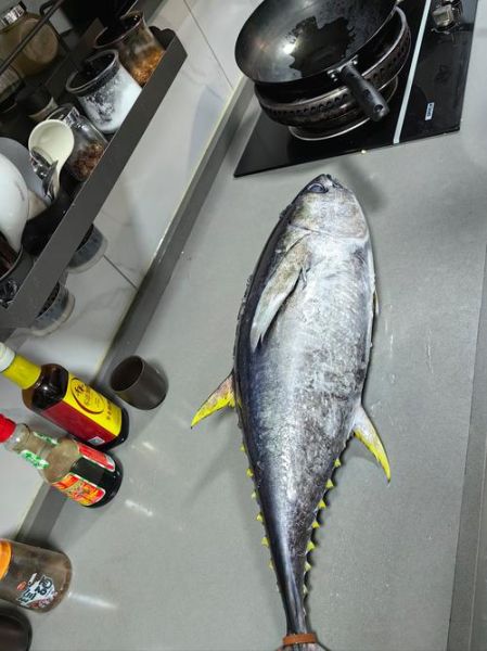 黄鳍金枪鱼多少钱一斤_黄鳍金枪鱼价格行情-第2张图片-山城妙识 黄鳍金枪鱼多少钱一斤_黄鳍金枪鱼价格行情-第2张图片-山城妙识