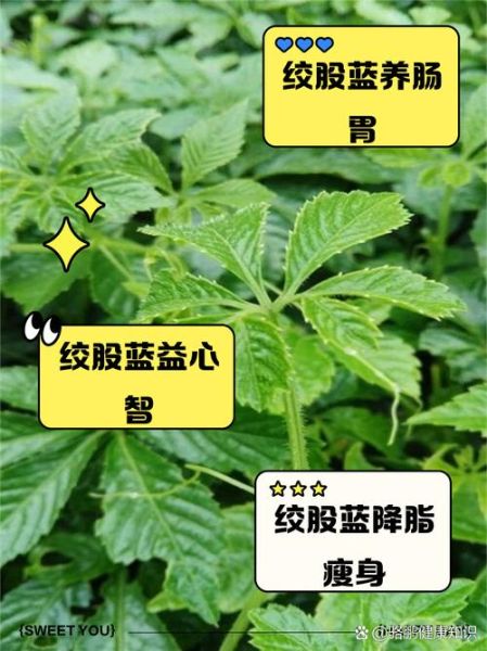绞股蓝茶的功效与作用_绞股蓝茶怎么喝才健康-第2张图片-山城妙识 绞股蓝茶的功效与作用_绞股蓝茶怎么喝才健康-第2张图片-山城妙识