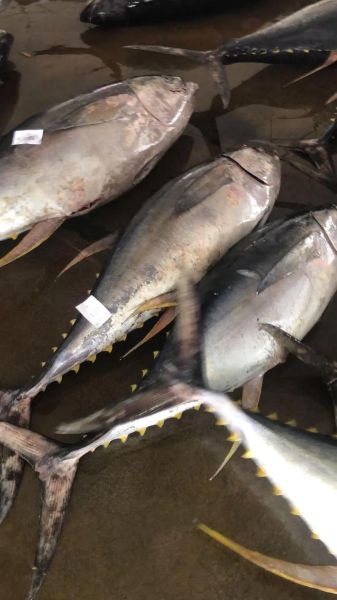 黄鳍金枪鱼多少钱一斤_黄鳍金枪鱼价格行情-第3张图片-山城妙识 黄鳍金枪鱼多少钱一斤_黄鳍金枪鱼价格行情-第3张图片-山城妙识