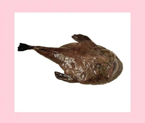 鳆鱼怎么读_鳆鱼是什么鱼-第1张图片-山城妙识