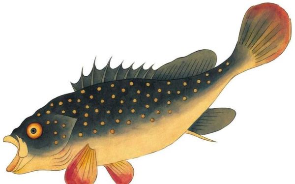 鳆鱼怎么读_鳆鱼是什么鱼-第3张图片-山城妙识