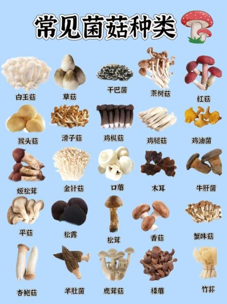 各种蘑菇图片大全_如何辨别可食用蘑菇-第2张图片-山城妙识 各种蘑菇图片大全_如何辨别可食用蘑菇-第2张图片-山城妙识