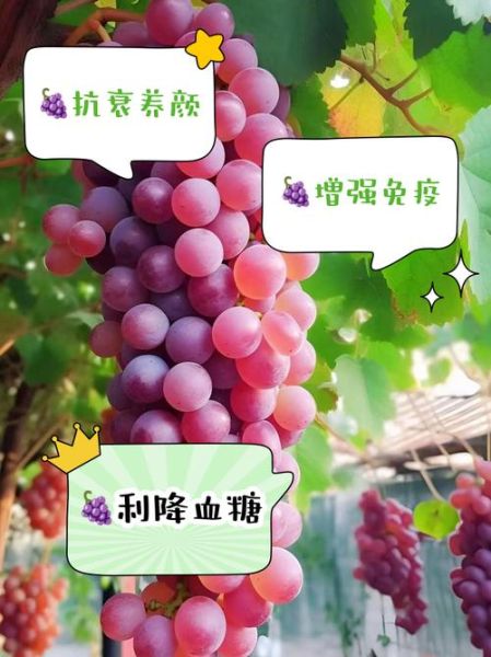减肥能吃葡萄吗_葡萄热量高吗-第1张图片-山城妙识