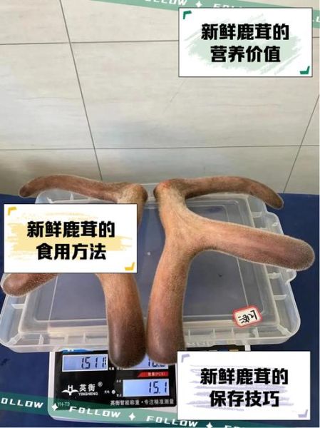 鲜鹿茸多少钱一克_鲜鹿茸价格怎么算-第1张图片-山城妙识