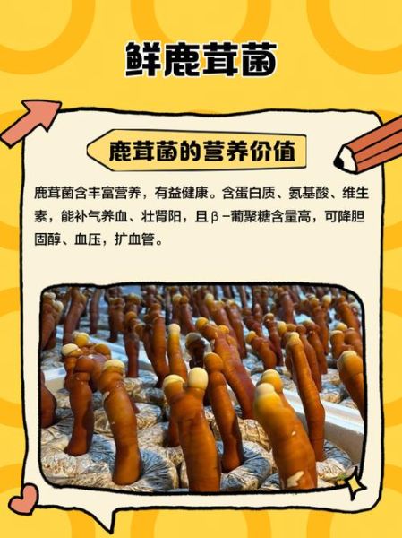 鲜鹿茸多少钱一克_鲜鹿茸价格怎么算-第2张图片-山城妙识