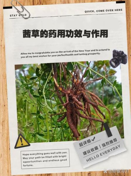 茜草的功效与作用禁忌_茜草泡水喝的正确方法-第1张图片-山城妙识