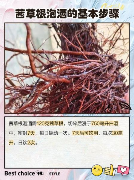 茜草的功效与作用禁忌_茜草泡水喝的正确方法-第2张图片-山城妙识