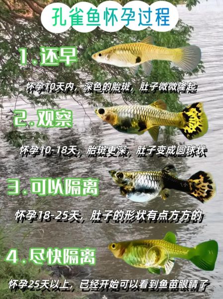 孔雀鱼怀孕多久生小鱼_孔雀鱼繁殖周期全解析-第1张图片-山城妙识