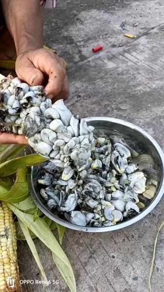 玉米黑粉菌能吃吗_玉米黑粉菌怎么吃-第1张图片-山城妙识