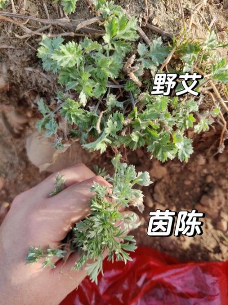茵陈长什么样_茵陈和艾草的区别-第2张图片-山城妙识