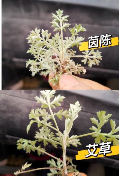 茵陈长什么样_茵陈和艾草的区别-第1张图片-山城妙识