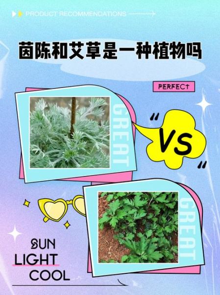 茵陈长什么样_茵陈和艾草的区别-第3张图片-山城妙识