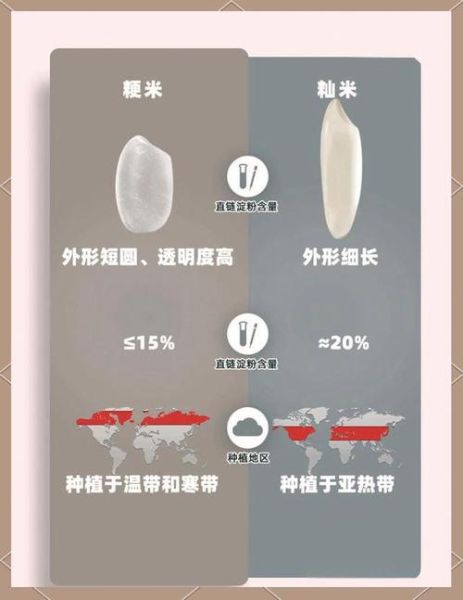 籼米和粳米哪个营养好_籼米与粳米的区别-第3张图片-山城妙识