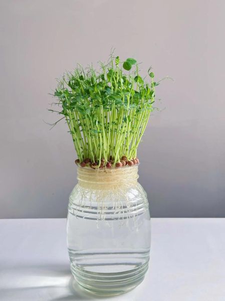 豌豆苗怎么培养_豌豆苗种植方法-第1张图片-山城妙识