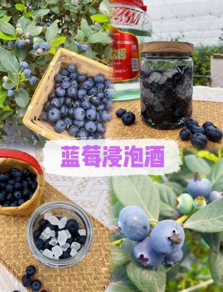 蓝莓酒怎么酿_蓝莓酒酿制方法-第3张图片-山城妙识