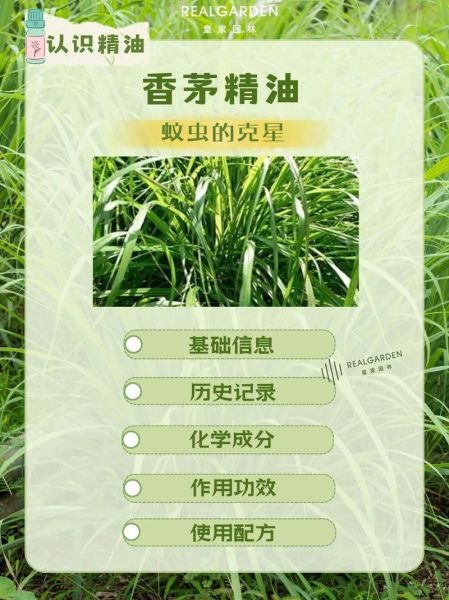 香茅的功效与作用禁忌_香茅精油能天天用吗-第1张图片-山城妙识