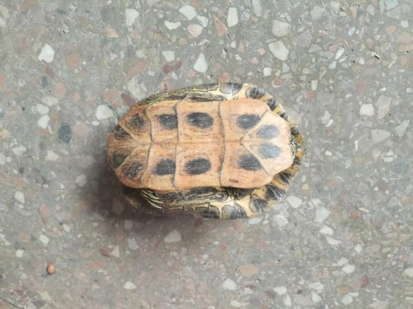 路上乌龟为什么不能捡_捡到乌龟怎么办-第1张图片-山城妙识 路上乌龟为什么不能捡_捡到乌龟怎么办-第1张图片-山城妙识