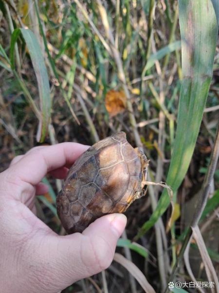 路上乌龟为什么不能捡_捡到乌龟怎么办-第3张图片-山城妙识 路上乌龟为什么不能捡_捡到乌龟怎么办-第3张图片-山城妙识