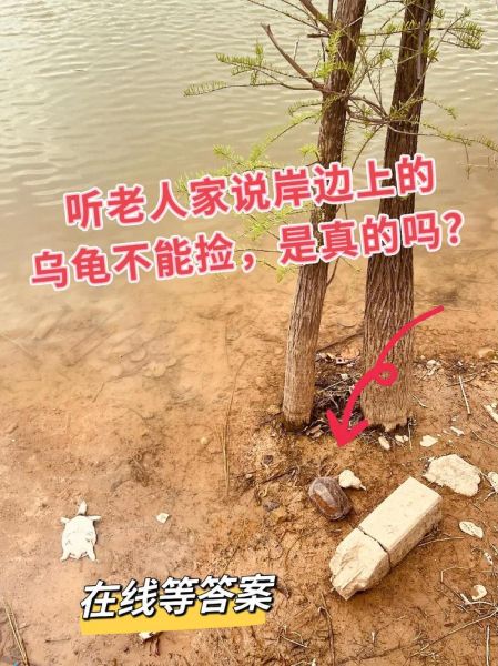 路上乌龟为什么不能捡_捡到乌龟怎么办-第2张图片-山城妙识 路上乌龟为什么不能捡_捡到乌龟怎么办-第2张图片-山城妙识