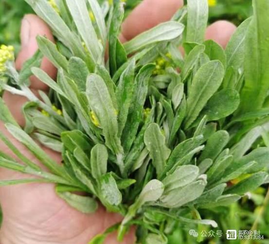 清明菜吃多了有什么副作用_清明菜吃多了会中毒吗-第3张图片-山城妙识 清明菜吃多了有什么副作用_清明菜吃多了会中毒吗-第3张图片-山城妙识