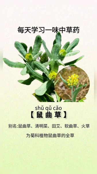 清明菜吃多了有什么副作用_清明菜吃多了会中毒吗-第2张图片-山城妙识 清明菜吃多了有什么副作用_清明菜吃多了会中毒吗-第2张图片-山城妙识
