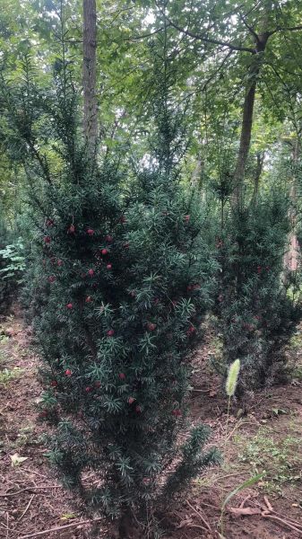 红豆沙树苗怎么种_红豆沙树苗价格多少钱-第1张图片-山城妙识