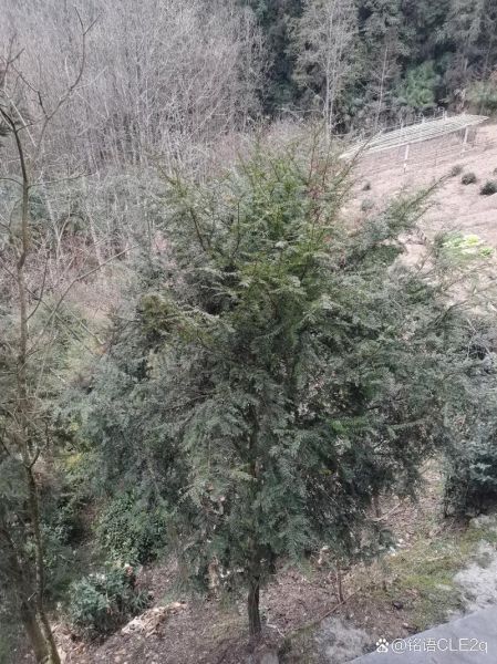 红豆沙树苗怎么种_红豆沙树苗价格多少钱-第2张图片-山城妙识